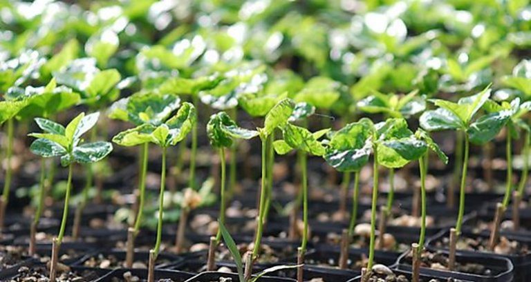 Taxonomía y morfología del Café: Partes y Características (2025 ...